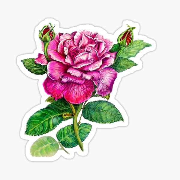 "Pink Rose & buds" Sticker for Sale by Lalita-Designs | Redbubble