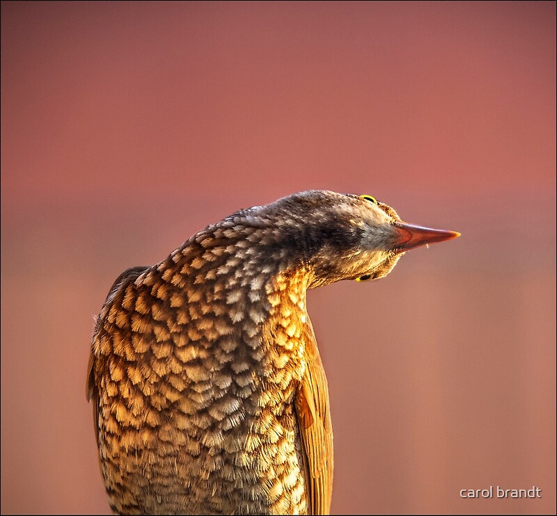 "Doofus Bird" by carol brandt | Redbubble