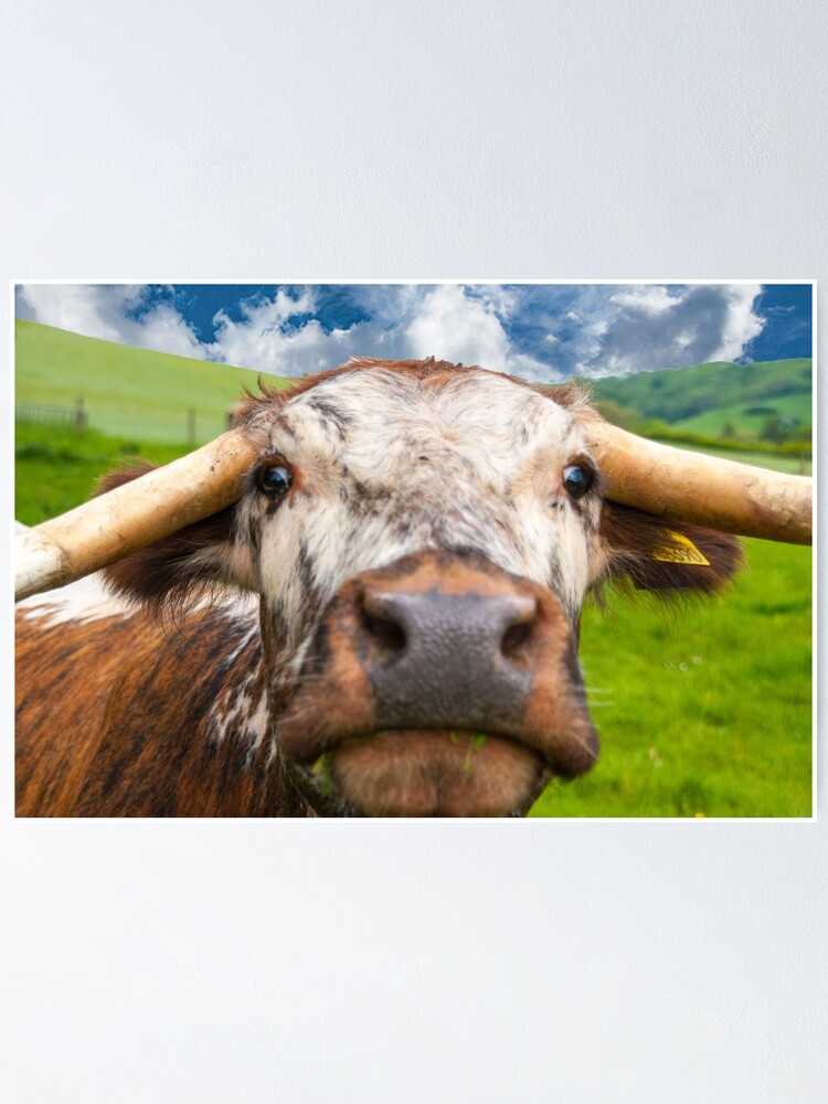 "Good Mooning!" Poster for Sale by Graz-Photos | Redbubble