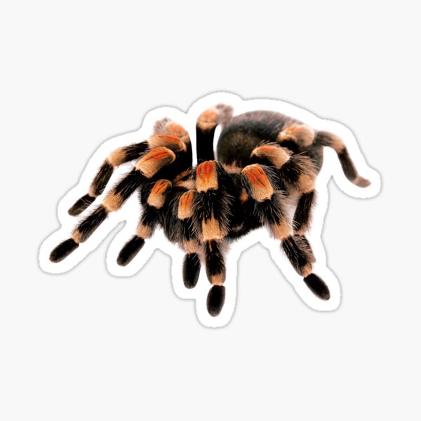 "mexican red knee tarantula" Sticker for Sale by inspireddezigne ...