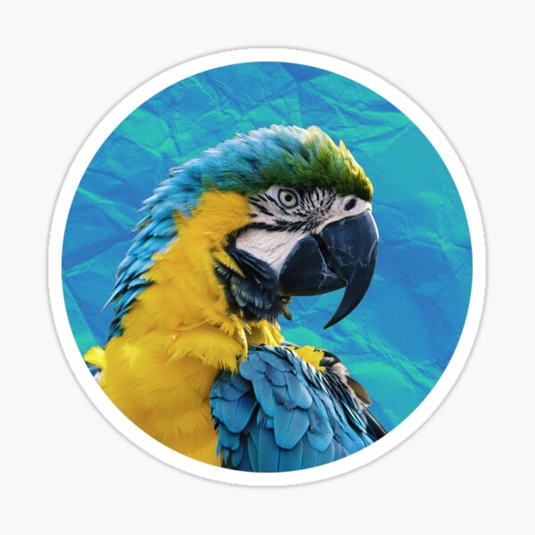 "Parrot on blue paper" Sticker for Sale by Mechalina | Redbubble