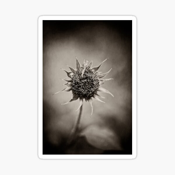 "Beauty of Loneliness" Sticker for Sale by pmistric | Redbubble