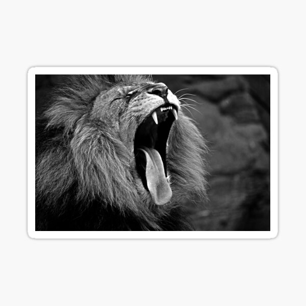 "Lion Roaring" Sticker for Sale by BritishYank | Redbubble