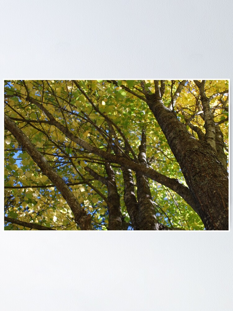 "Branches" Poster by Ckoma | Redbubble