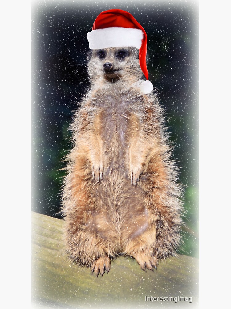 "Meerkat Christmas Cheer" Sticker by InterestingImag | Redbubble