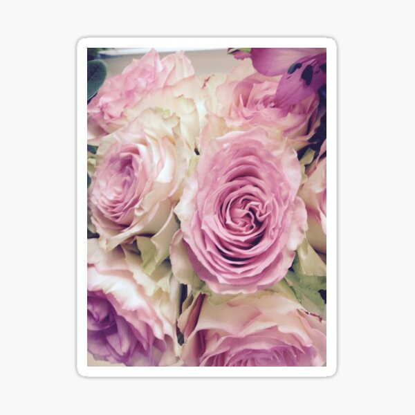 "Blush Rose" Sticker for Sale by BLODDERS | Redbubble