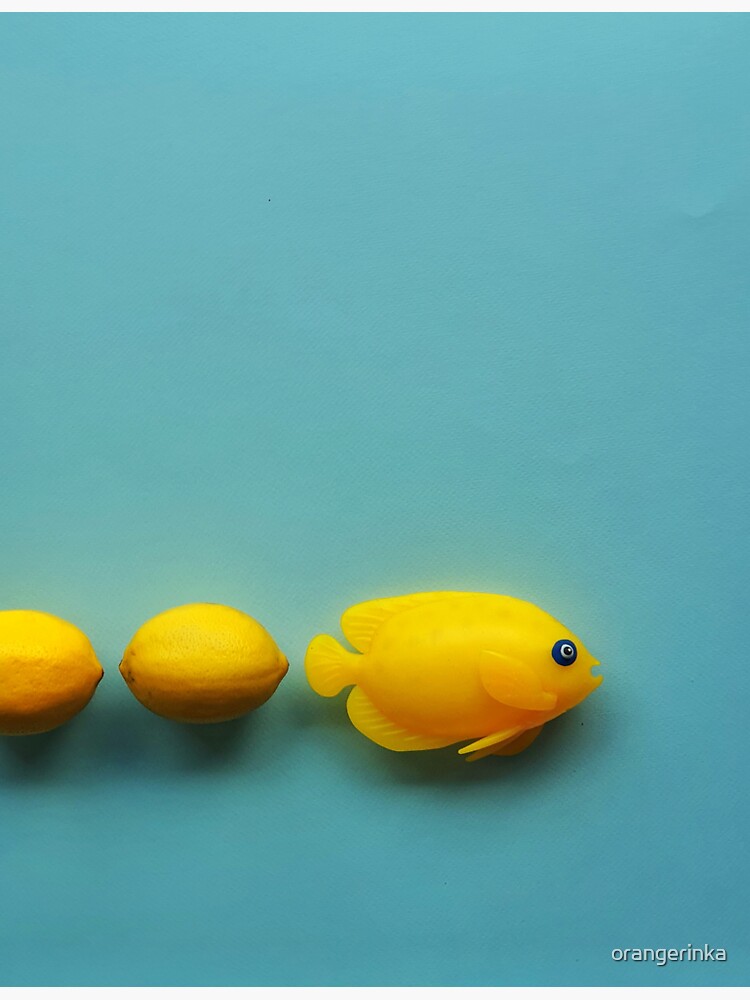 "Three Yellow angel fish swimming to the right" Sticker for Sale by ...