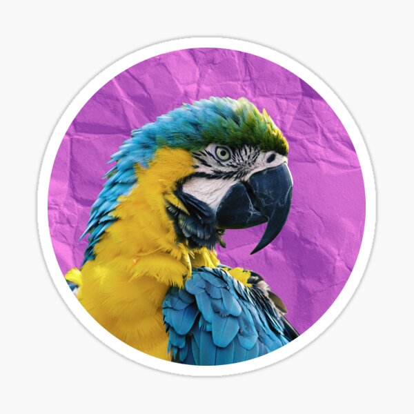 "Parrot on dark pink paper" Sticker for Sale by Mechalina | Redbubble