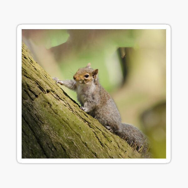 "Squirrel on the three" Sticker for Sale by LePlates | Redbubble