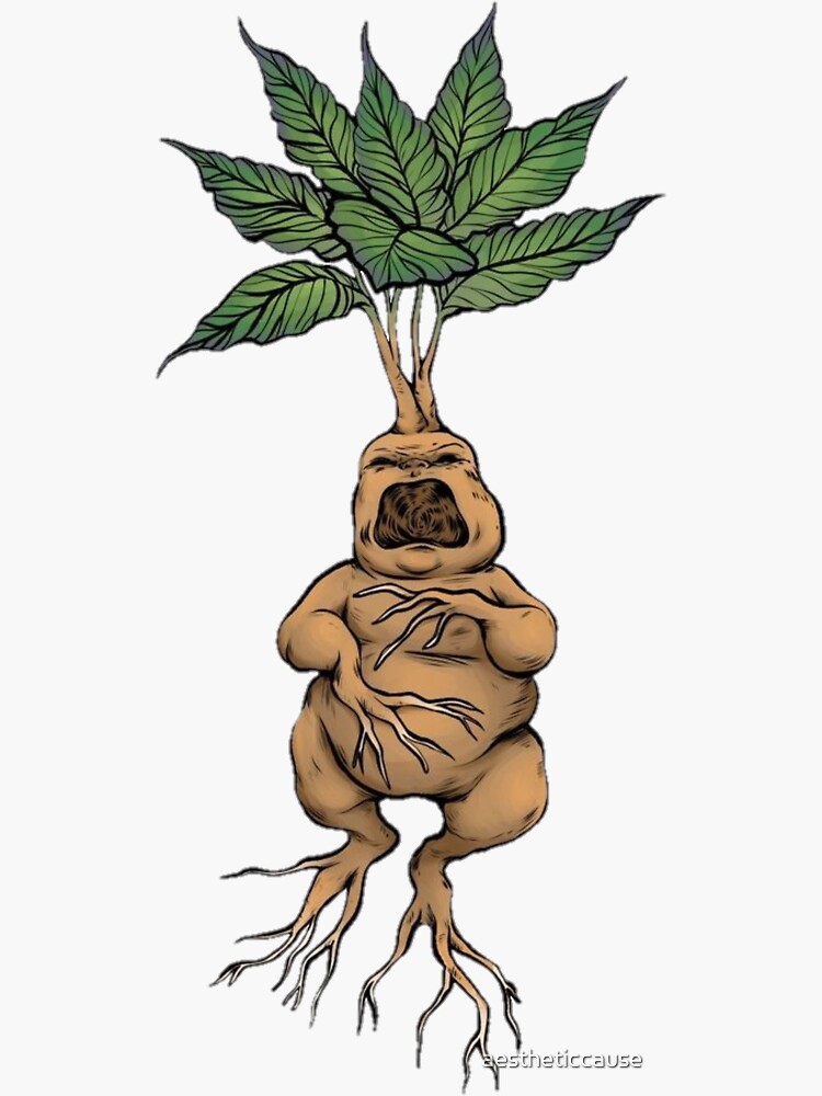 "Mandrake, also known as Mandragora" Sticker for Sale by aestheticcause ...