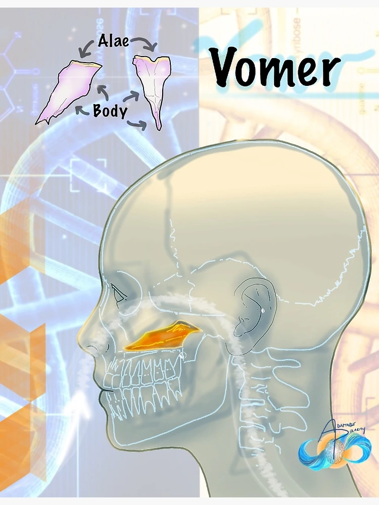 Vomer Bone 3d