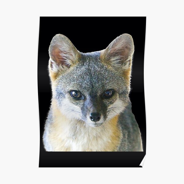 "Cute Grey Fox Portrait" Poster by DPattonPD | Redbubble