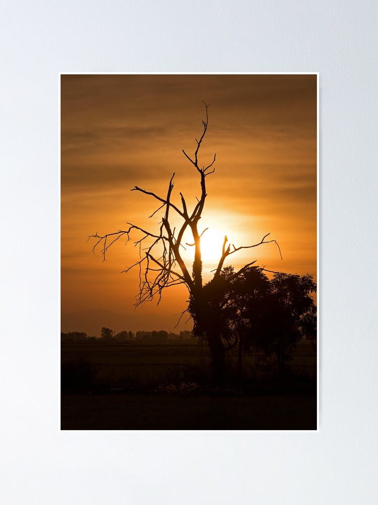 "After dark Tree" Poster for Sale by Husky | Redbubble