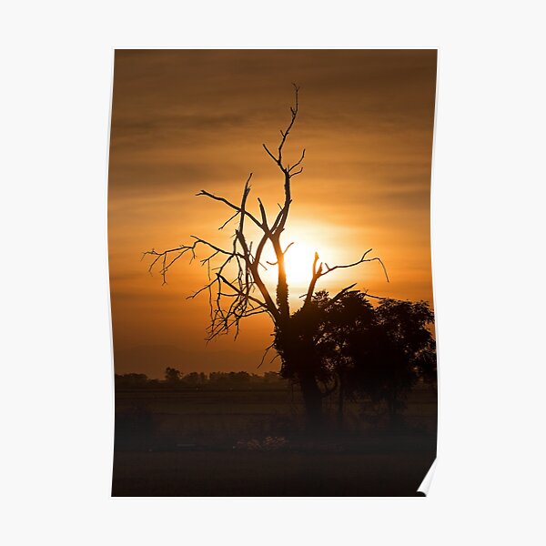 "After dark Tree" Poster for Sale by Husky | Redbubble