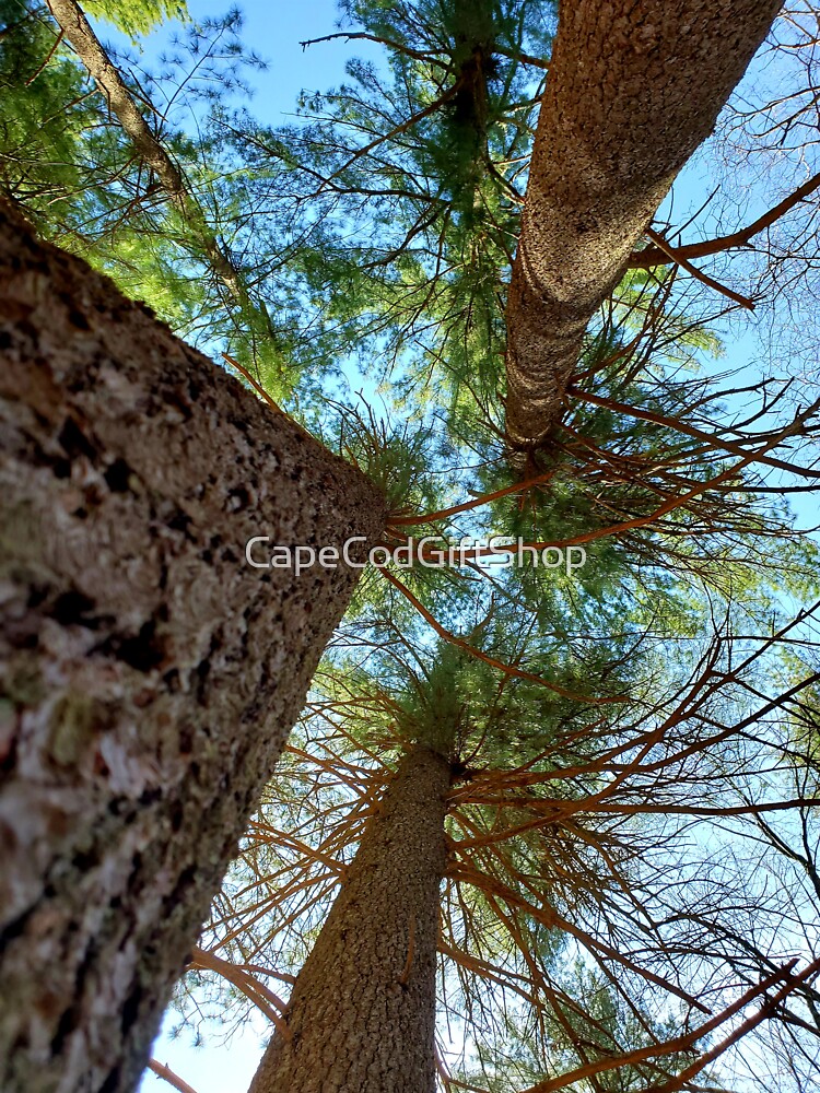 "Looking Up" Sticker by CapeCodGiftShop | Redbubble