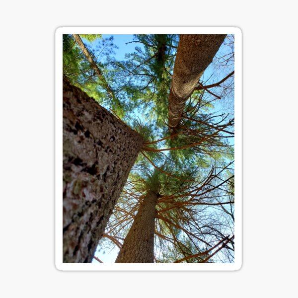 "Looking Up" Sticker by CapeCodGiftShop | Redbubble