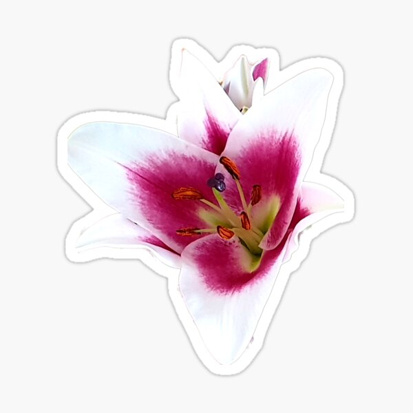 "White lilly" Sticker for Sale by CS-Unlimited | Redbubble