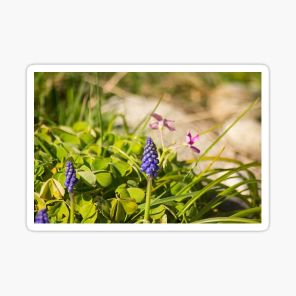 "slb muscari" Sticker for Sale by pcfyi | Redbubble
