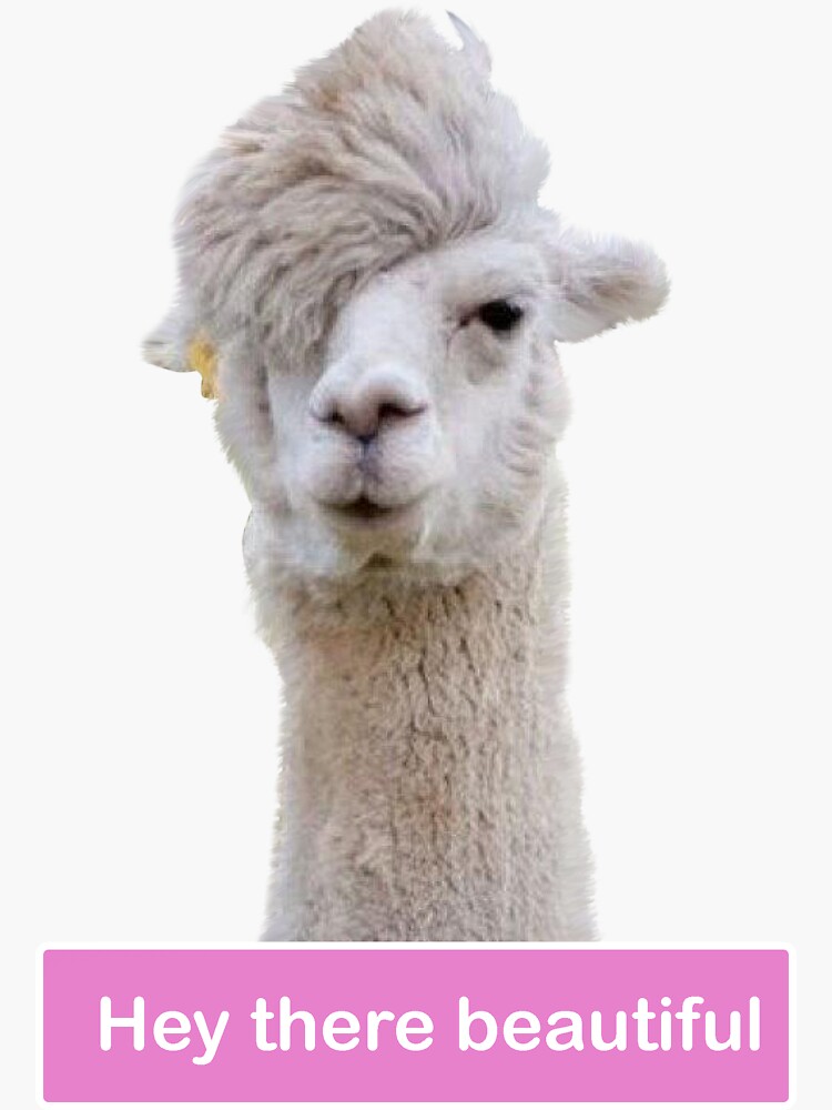 "Handsome Llama Flirting Sticker" Sticker for Sale by OniMaskDesign ...