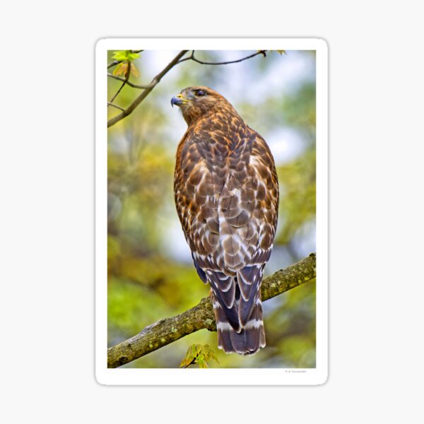 "Sharp Shinned Hawk" Sticker for Sale by AMacGPhilly | Redbubble
