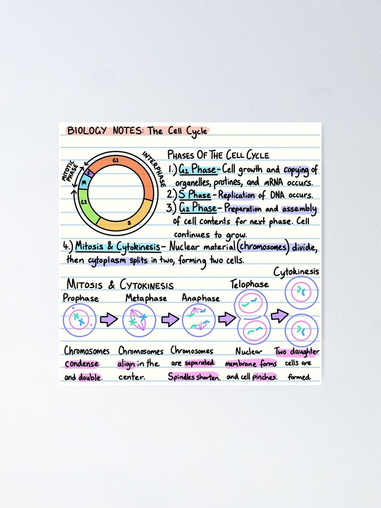 "Biology Notes - The Cell Cycle" Poster for Sale by BundaBear | Redbubble