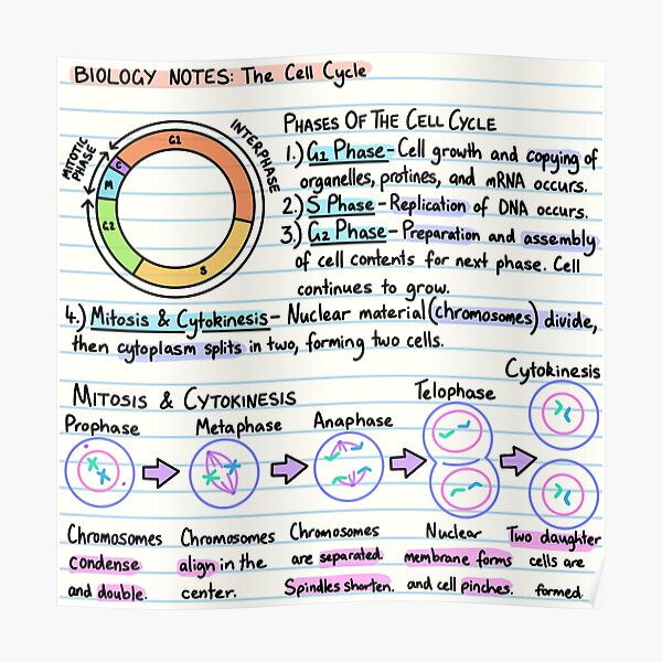 "Biology Notes - The Cell Cycle" Poster for Sale by BundaBear | Redbubble
