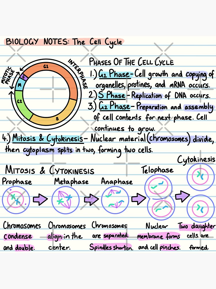 "Biology Notes - The Cell Cycle" Sticker for Sale by BundaBear | Redbubble