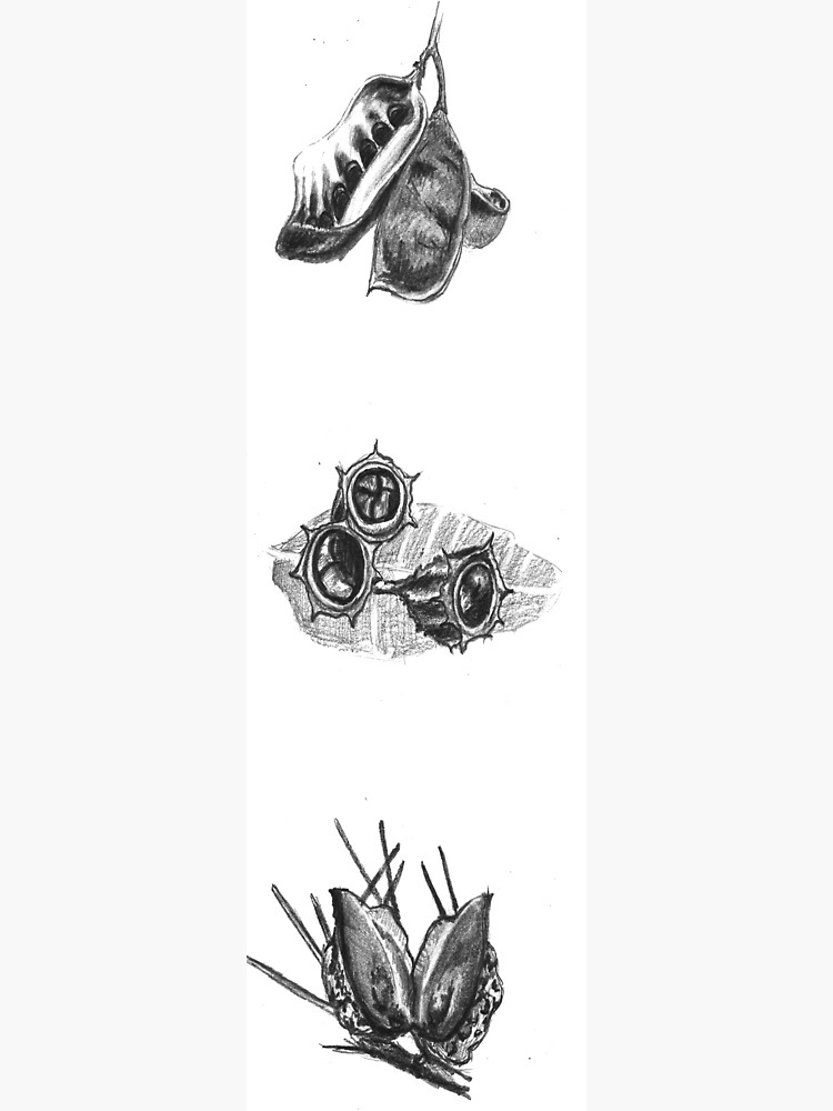 "Australian Seed Pods" Poster by Spider-flower | Redbubble
