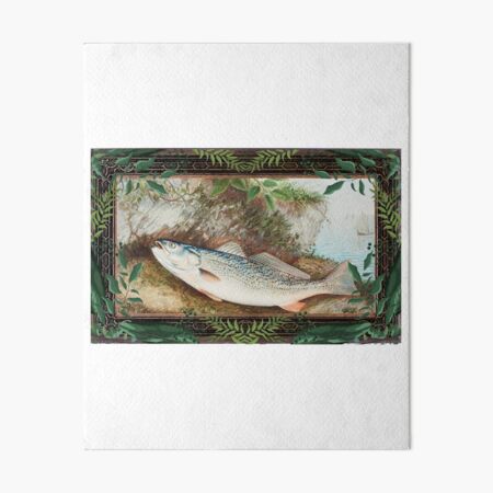 "Zoological board Weakfish - Zoological conceptions and zoology boards ...