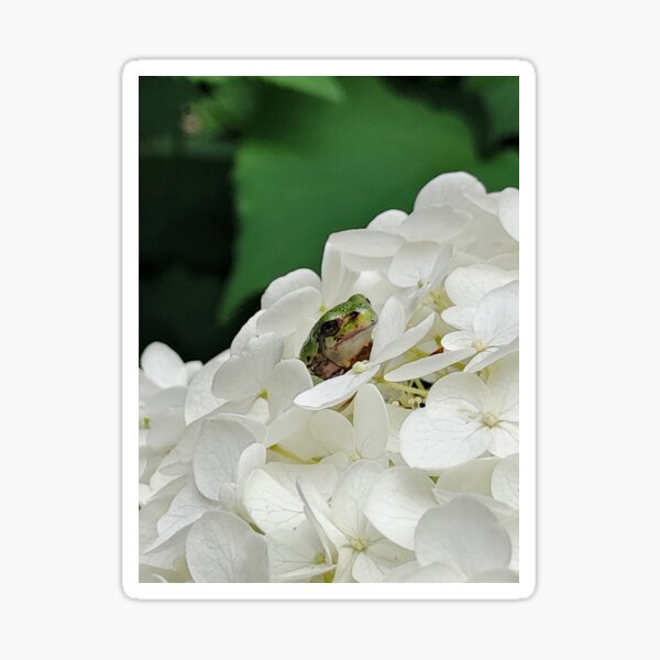 "Tree Frog on a Hydrangea Flower" Sticker for Sale by KristaHowson ...
