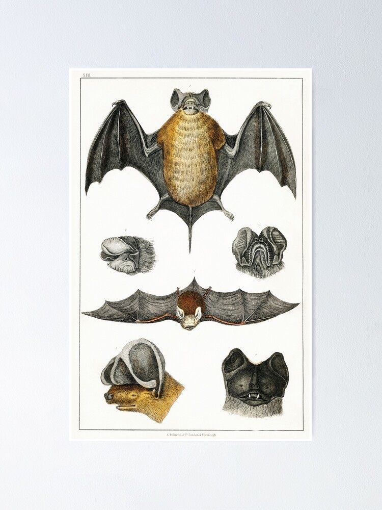 "Anatomical Drawings of Bats" Poster by FP-Studios | Redbubble