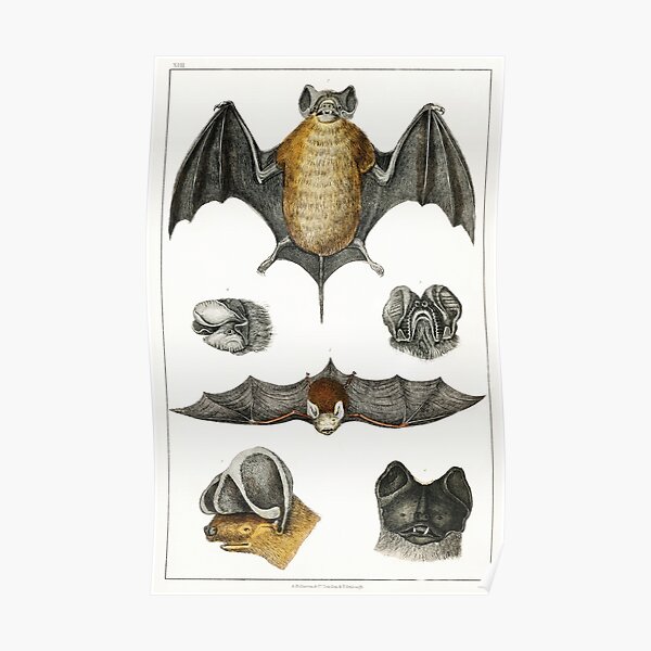 "Anatomical Drawings of Bats" Poster by FP-Studios | Redbubble