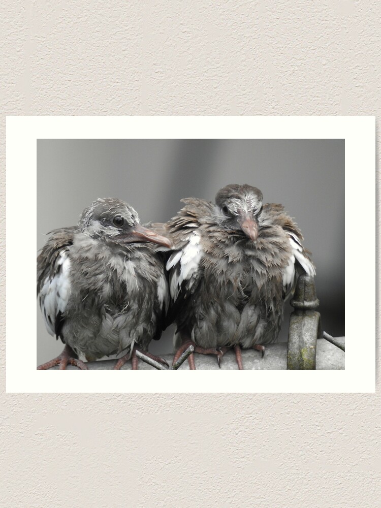 "Baby Birds Cuddling" Art Print by EnchantedxPhoto | Redbubble
