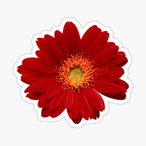"Red gerbera Isolated" Sticker for Sale by ModernFaces | Redbubble