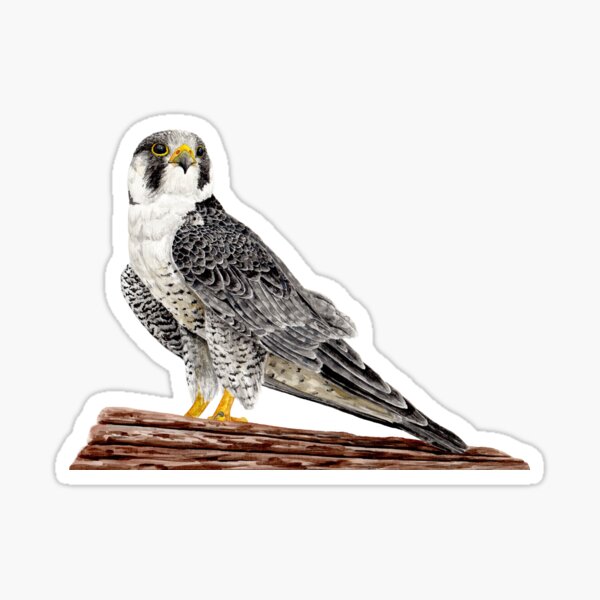 "Peregrine Falcon on the cliff" Sticker for Sale by just-art | Redbubble