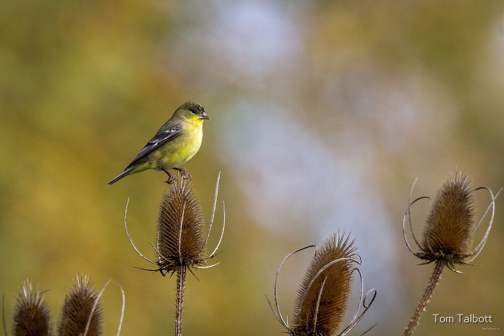 "Pins & Needles -- Lesser Goldfinch" by Tom Talbott | Redbubble