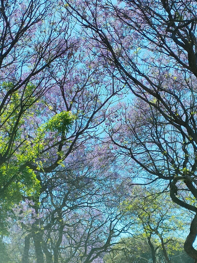 "Jacaranda tree" Poster for Sale by IamCarinadb | Redbubble