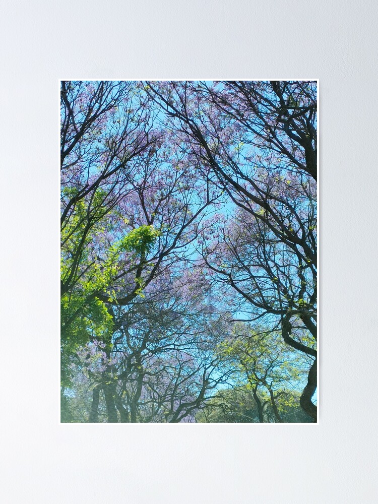 "Jacaranda tree" Poster for Sale by IamCarinadb | Redbubble