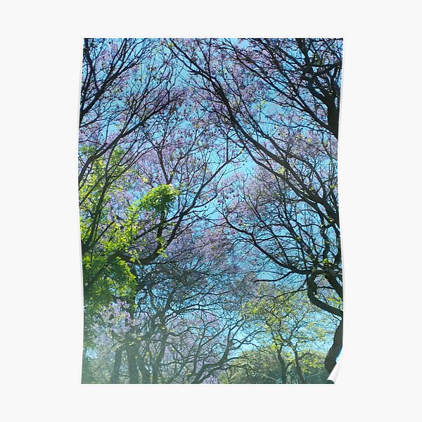 "Jacaranda tree" Poster for Sale by IamCarinadb | Redbubble