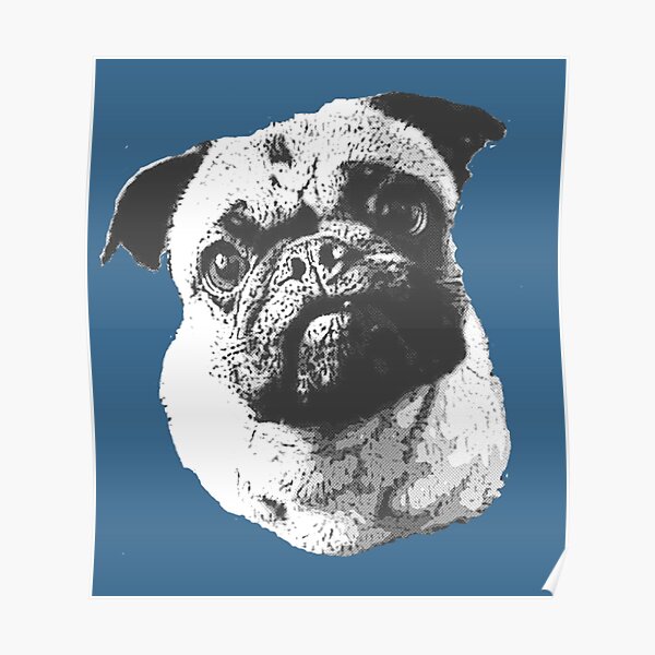 "Confused pug" Poster by Pato-D | Redbubble