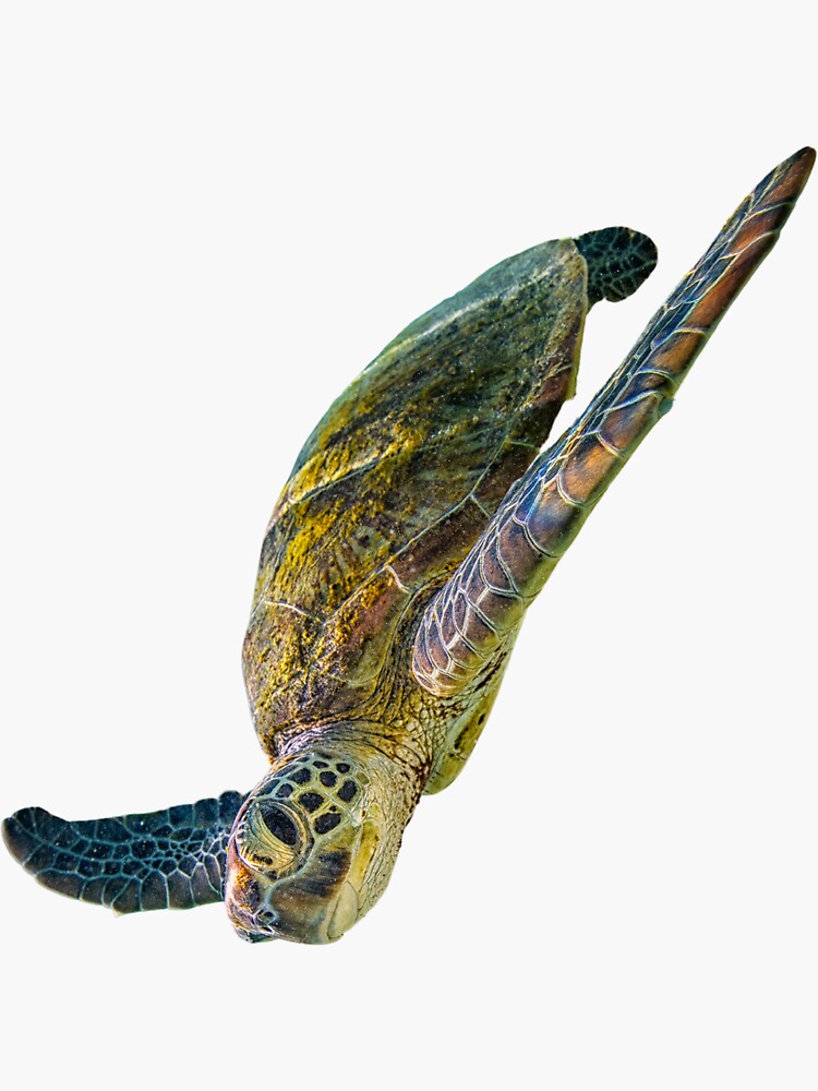 "2nd Angry Disgusted Swimming Snarky Moody Single Sea Turtles Turtles ...