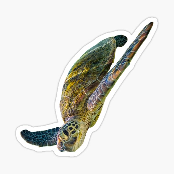 "2nd Angry Disgusted Swimming Snarky Moody Single Sea Turtles Turtles ...