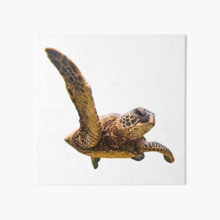 "2nd Angry Snarky Disgusted Disappointed Single Sea Turtles Turtles ...