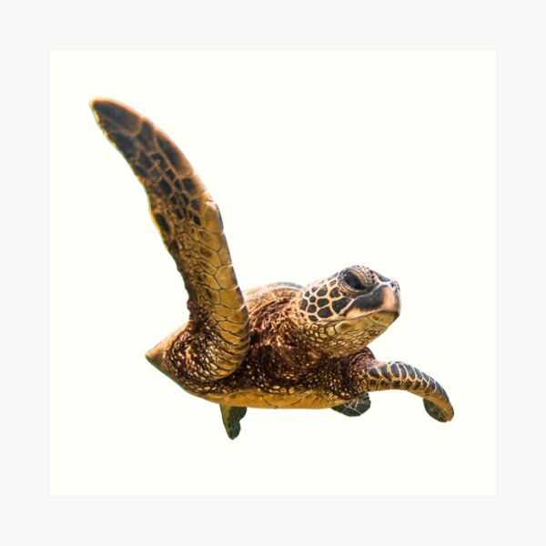 "2nd Angry Snarky Disgusted Disappointed Single Sea Turtles Turtles ...