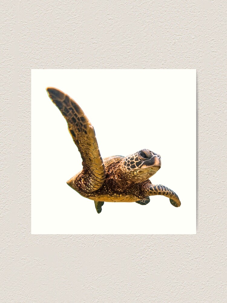 "2nd Angry Snarky Disgusted Disappointed Single Sea Turtles Turtles ...