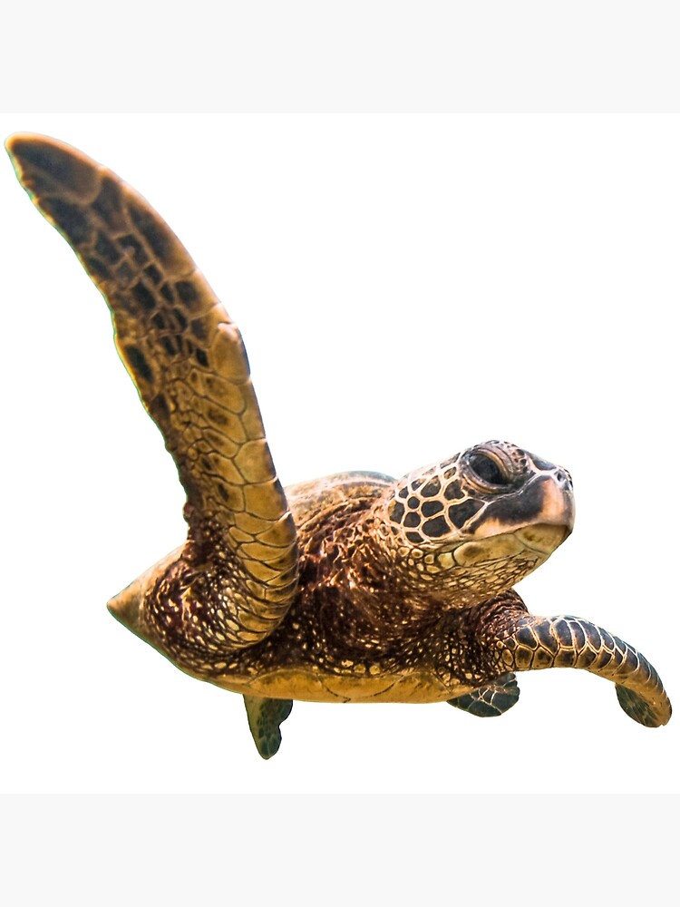 "2nd Angry Snarky Disgusted Disappointed Single Sea Turtles Turtles ...