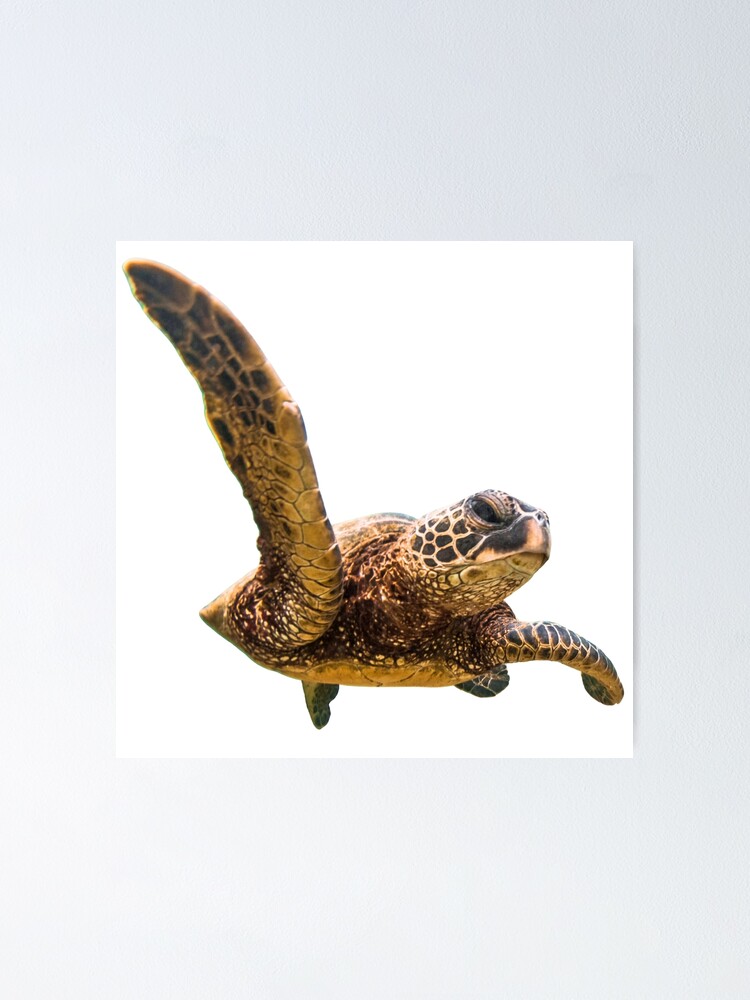 "2nd Angry Snarky Disgusted Disappointed Single Sea Turtles Turtles ...