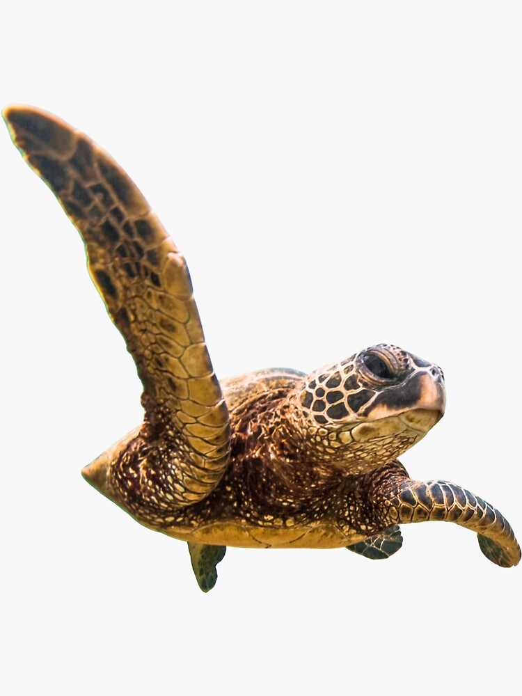 "2nd Angry Snarky Disgusted Disappointed Single Sea Turtles Turtles ...