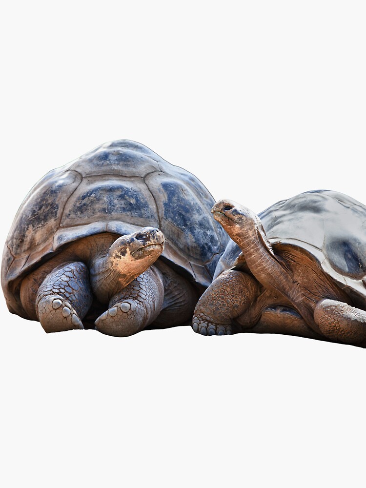 "3rd Couple Happy Chillin Cute Giant Single Regular Turtles Turtles ...