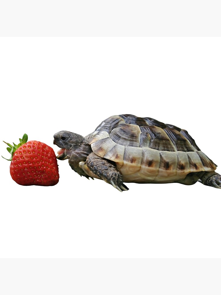 "2nd Eating Cute Happy Funny Single Regular Turtles Turtles Stickers ...